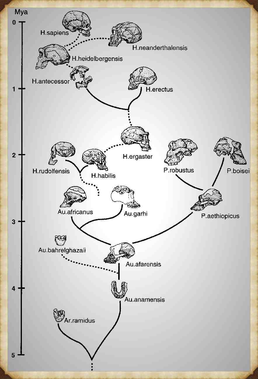 Brain capacity (Cro-Magnon Man) - Prehistoric Britain